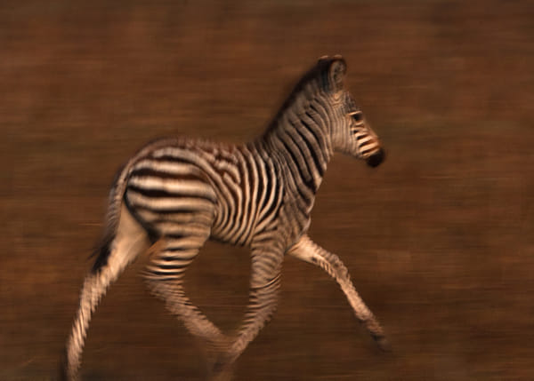Zebra colt by Jack Kerivan | 500px