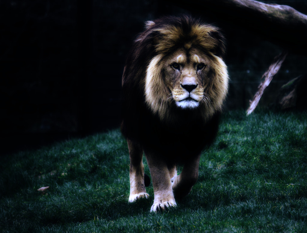 lion by Kjell Andersson / 500px