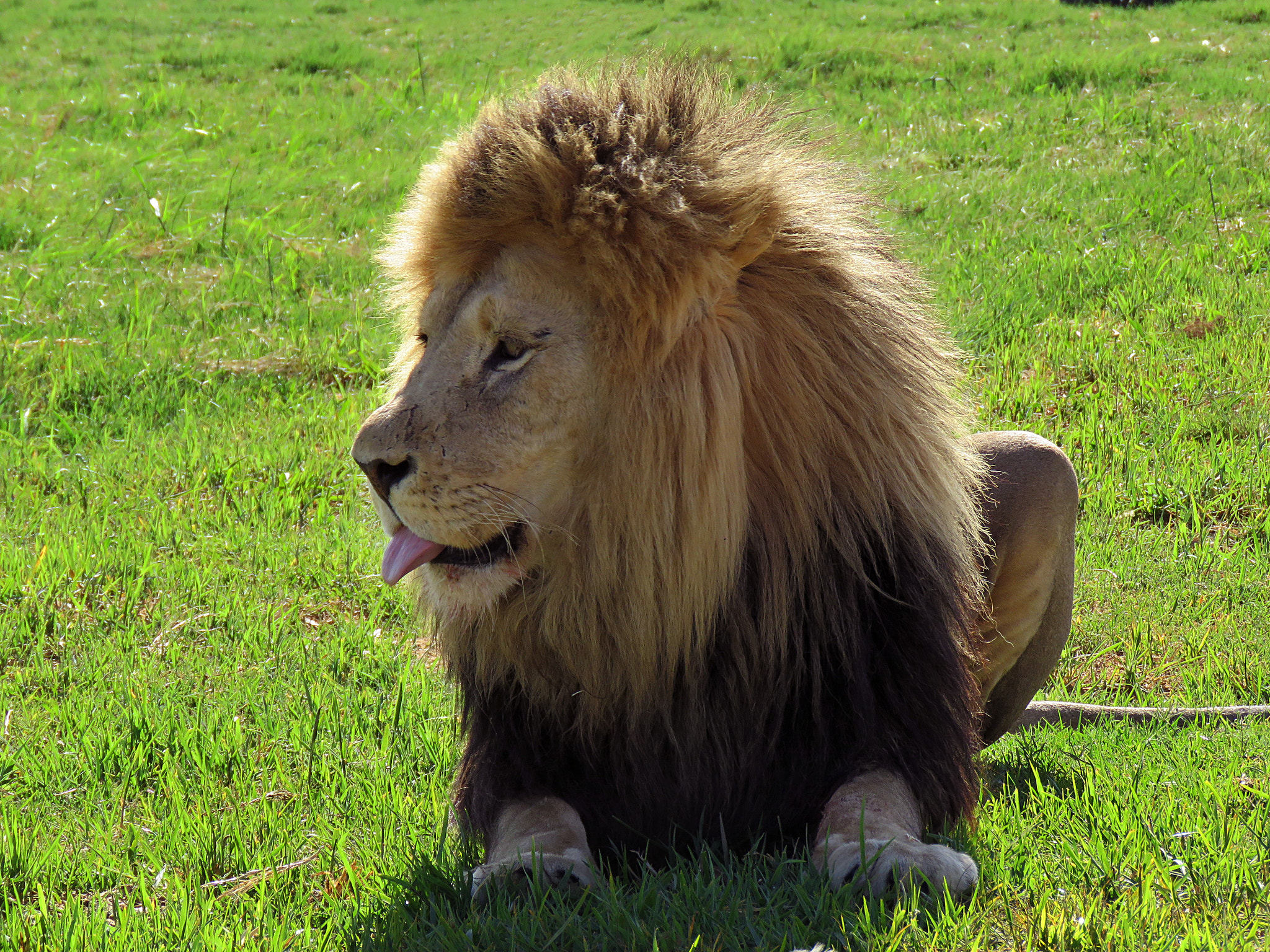 Silly lion by Sabina Marthinsen | 500px