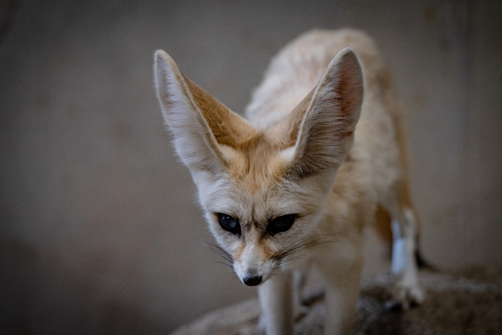 Curious Fennec Fox Looking Down | nature photo by Giger Daniel | 500px