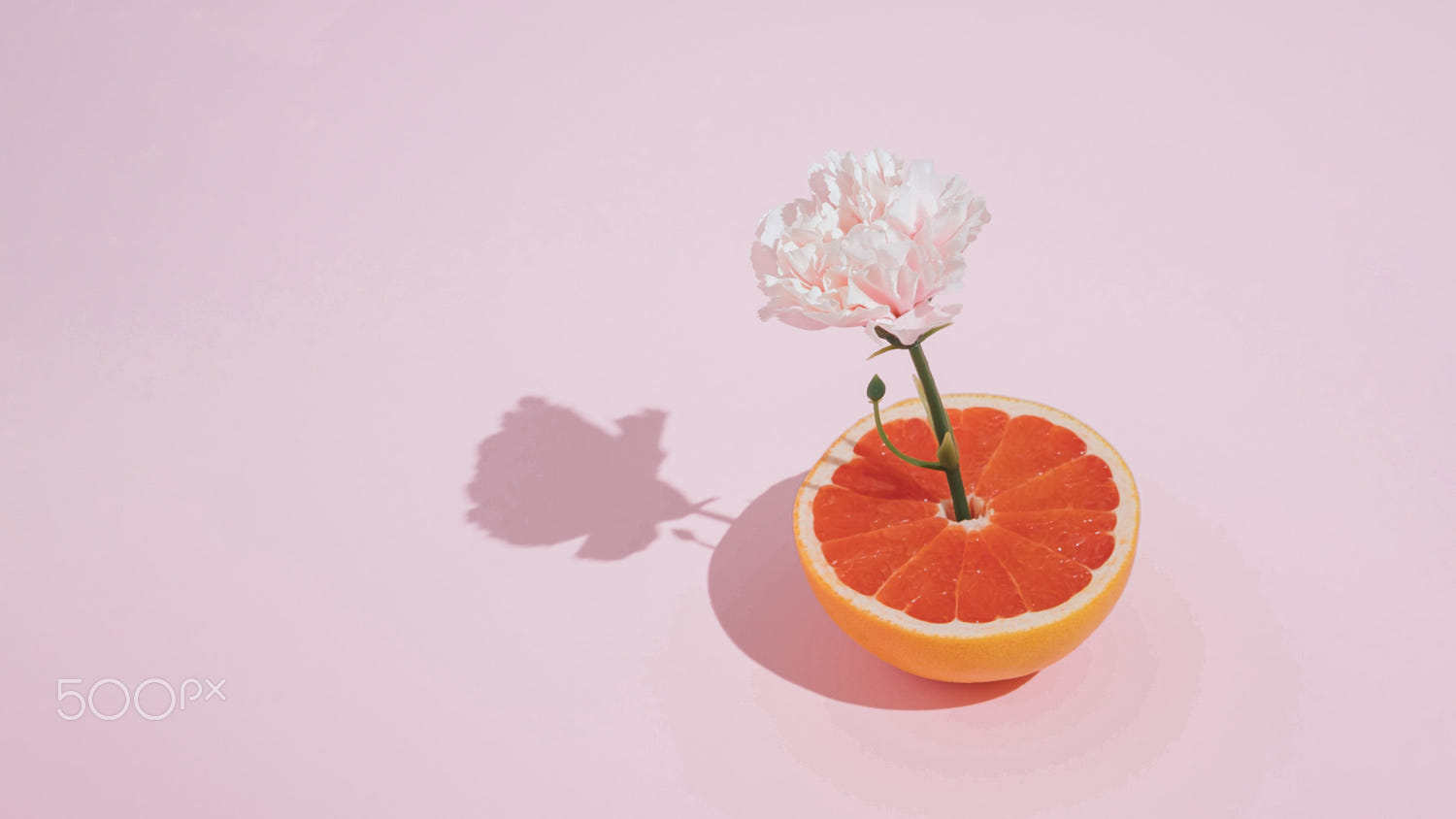 Pink flower growing out of red grapefruit on pastel background. by ...