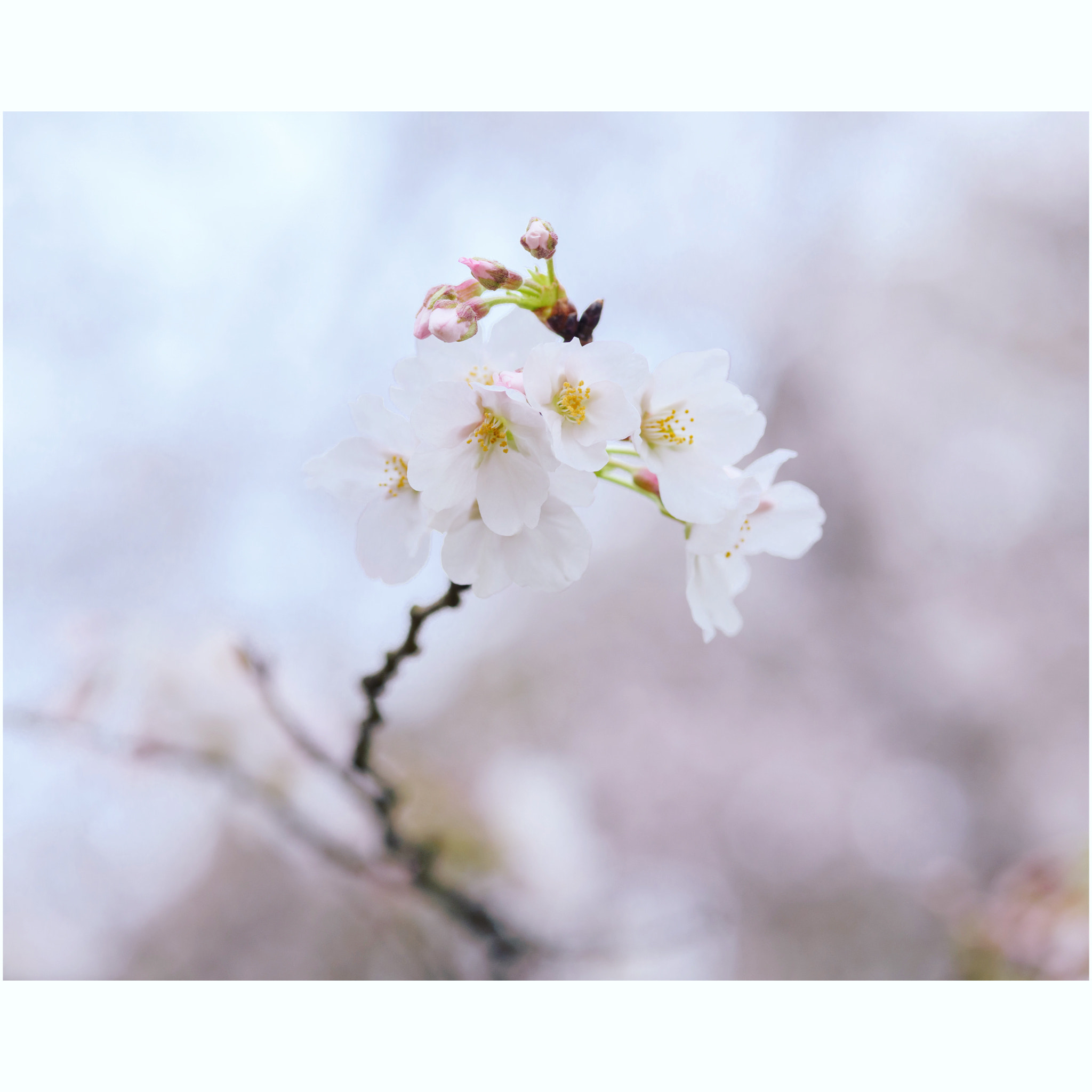 Delicate White Cherry Blossoms in Spring | nature photo by aping7000 ...