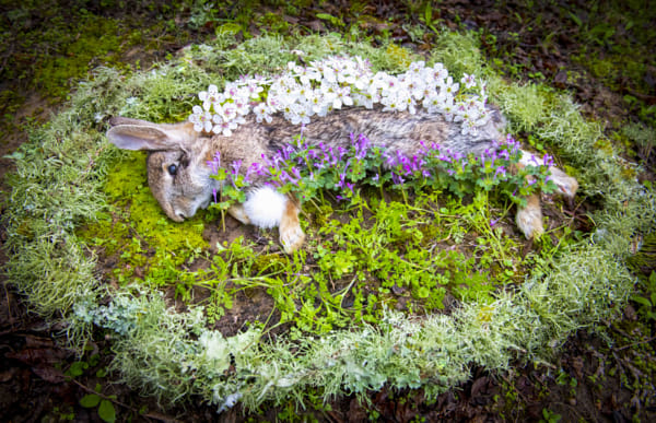 20210312-Animal Memorial-8_2 by Amanda Stronza | 500px
