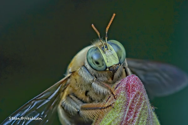 Close Up of a Green Eyed Bee on a Flower Bud | nature photo by Steen ...
