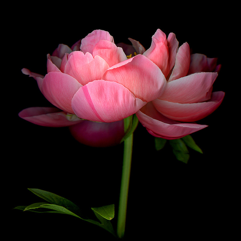 World of Warcraft Classic gets release date, beta test - Mindfulness ...