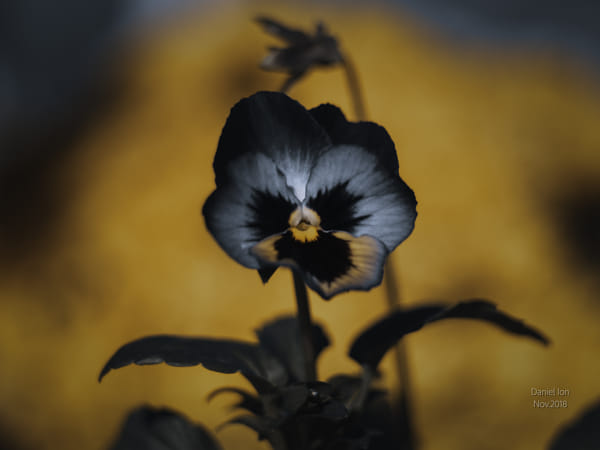 Daniel Ion (Daniel_Ion) Profile / 500px