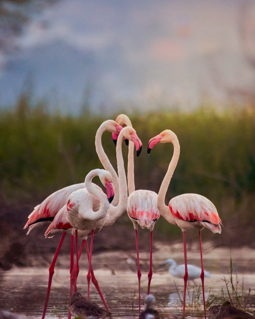 A Flamboyance of Flamingos by Chaitanya Peteti / 500px