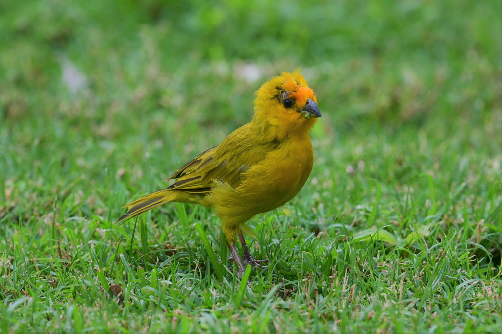 Young Saffron Finch by Eugene Su / 500px