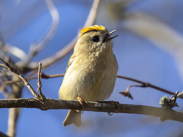 Daniel Ion (Daniel_Ion) Profile / 500px