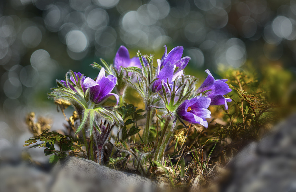 a very small flower of spring by Sung Hwan Lee / 500px