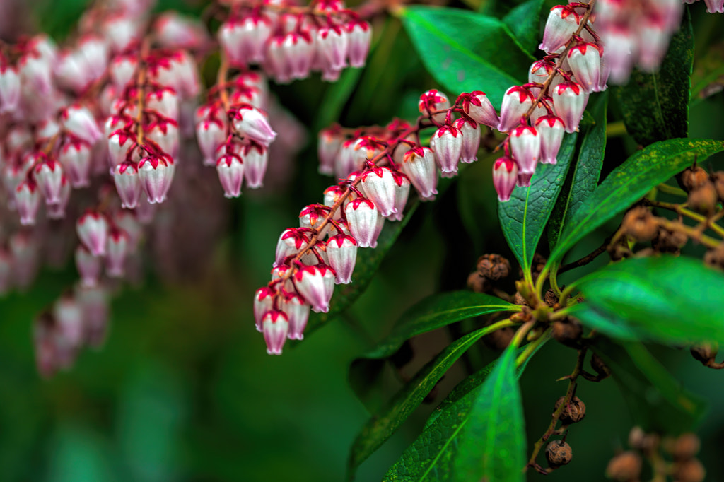 Early Bloom (1826) by Cas Balicki / 500px