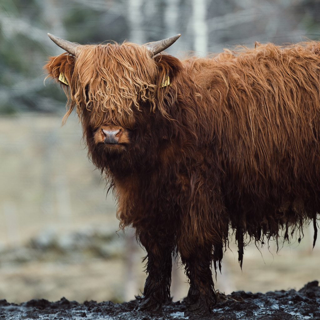 Highland cattle aka cow with fancy hair by Brynjar Tvedt / 500px