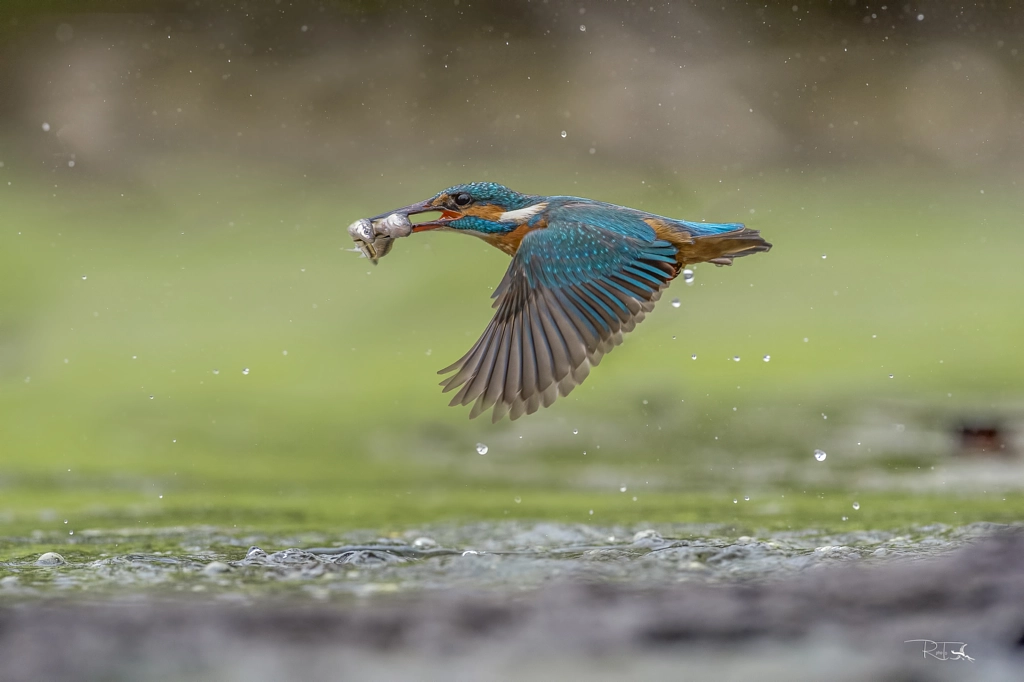 double catch by Riccardo Trevisani / 500px