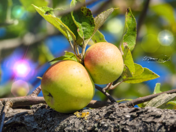 Daniel Ion (Daniel_Ion) Profile / 500px