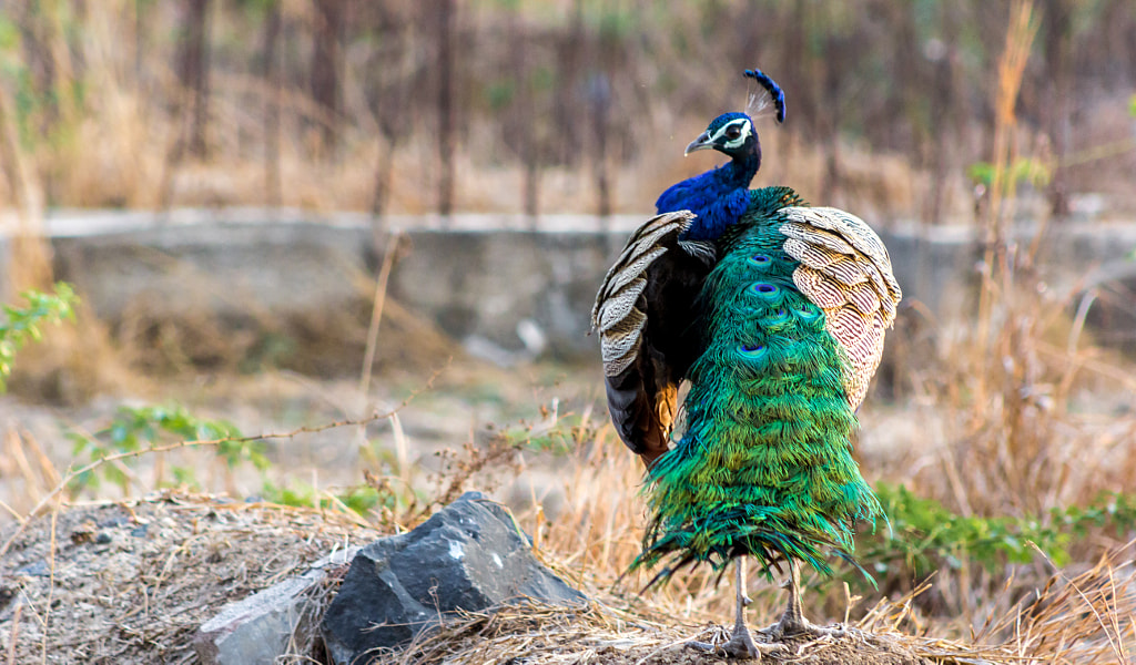 Peacock Indian National Bird by Pratik Patel / 500px