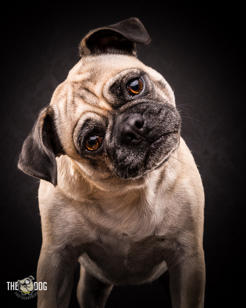 Pug Life by Adam Jackman-Moore / 500px