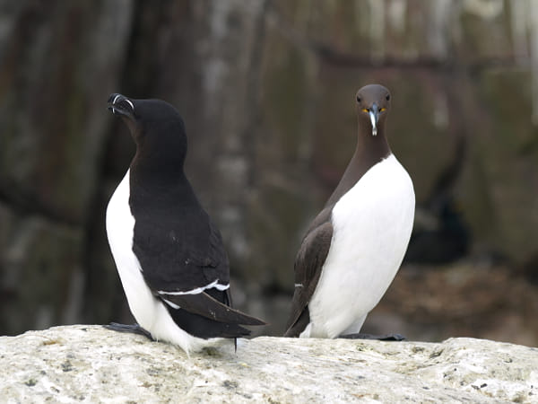 Fishing partners by Nigel Cheetham | 500px