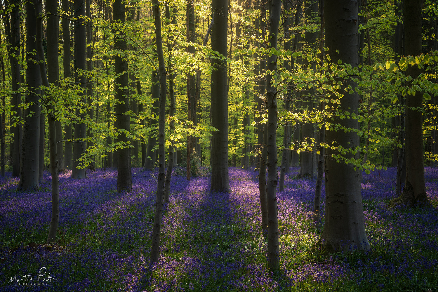 Fresh green and bluebells by Martin Podt / 500px