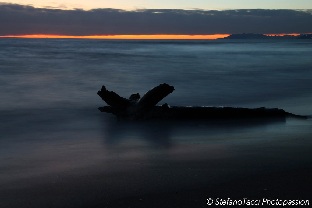 Trunk between veils by StefanoTacci Photopassion / 500px