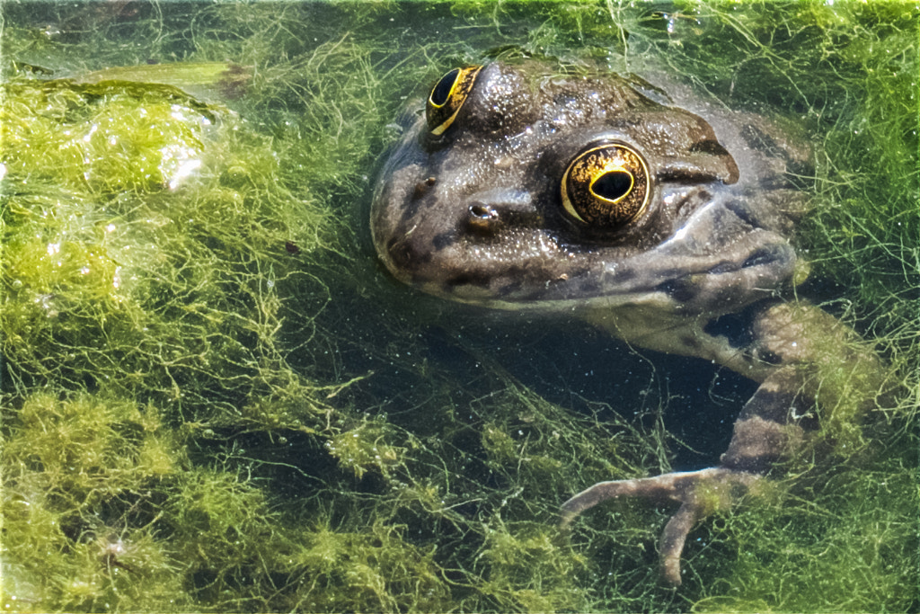 Frog by Ivan Lebedev / 500px