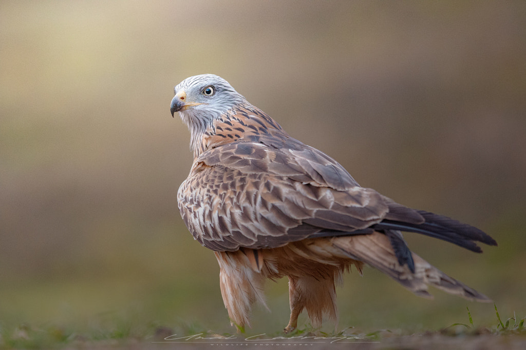 The king of the hide. by Unai Larraya / 500px