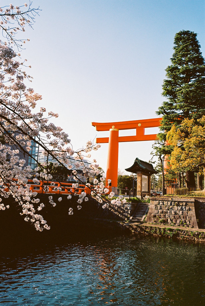 Spring in Kyoto by Andrew Curry / 500px