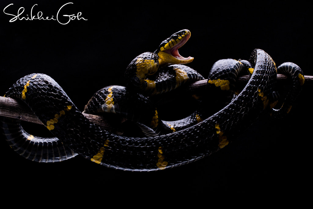 snake by shikhei goh / 500px
