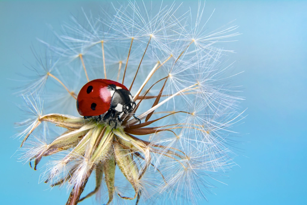 LADYBUG by Mustafa Öztürk / 500px