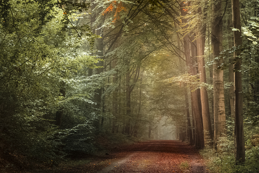 by Tom Chesterman / 500px