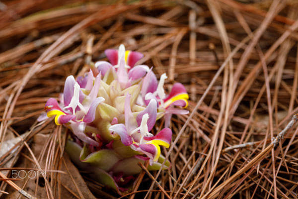 The Curcuma ecomata Craib is Endemic Plant North Thailand. by DMstudio ...