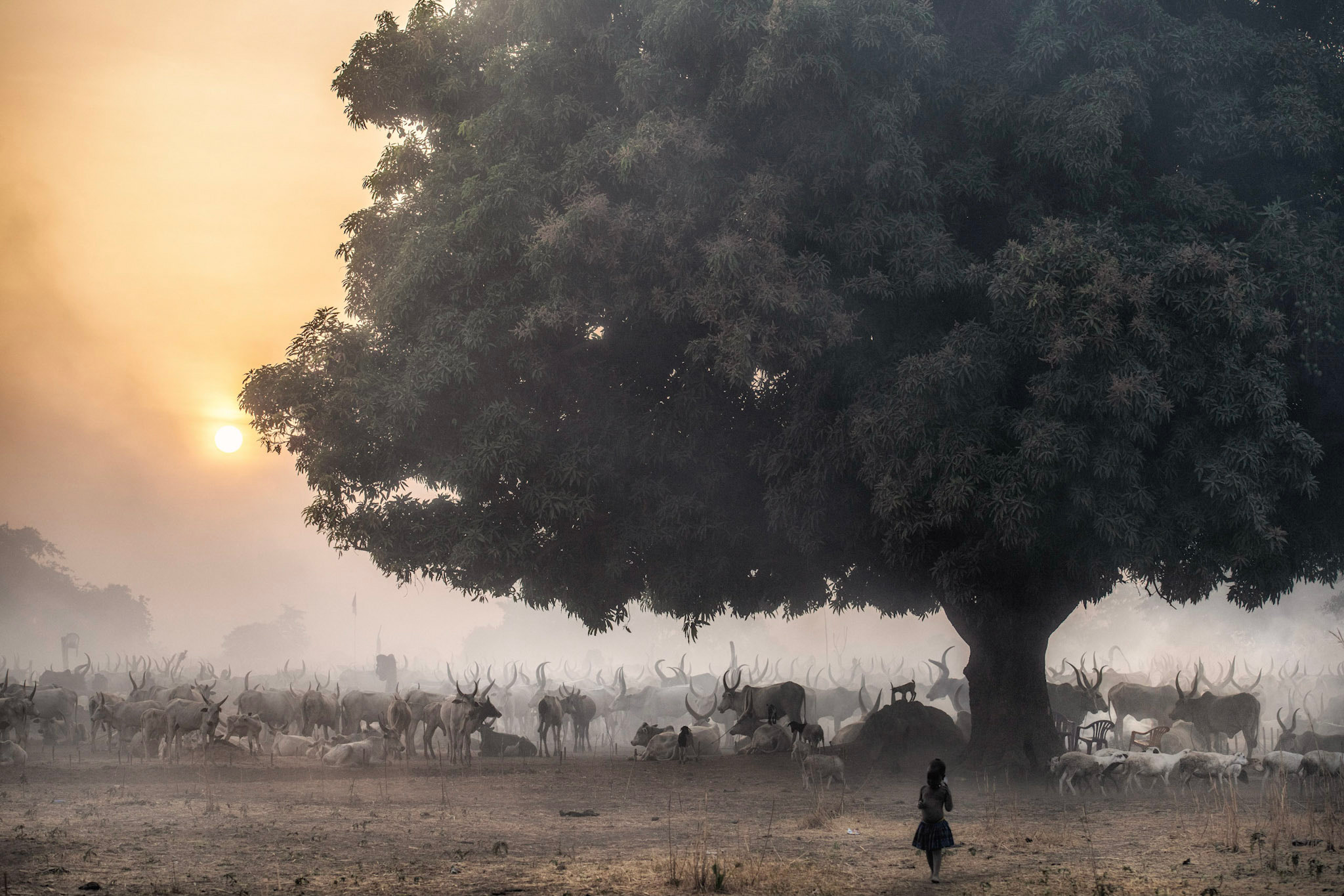 Sunset beneath the Mango tree by Trevor Cole / 500px