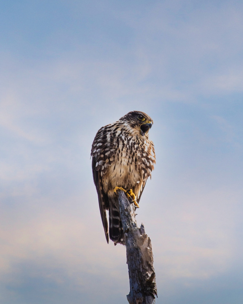 Female Merlin Falcon Screaming from a Treetop by Seth Macey / 500px