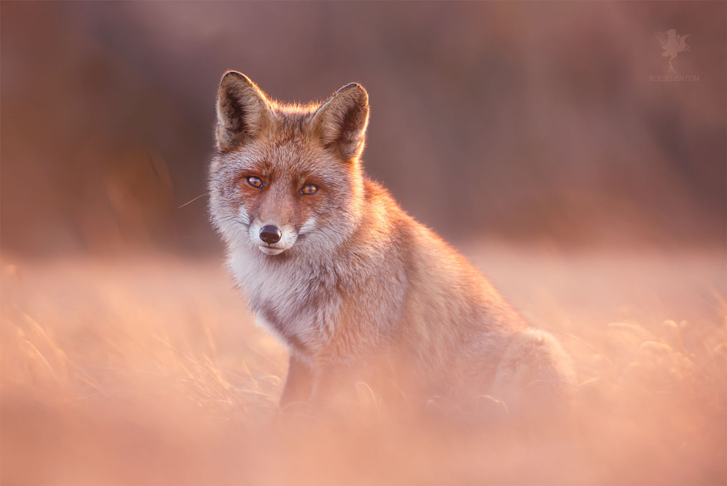 Fantastic Mr. Fox by Roeselien Raimond / 500px