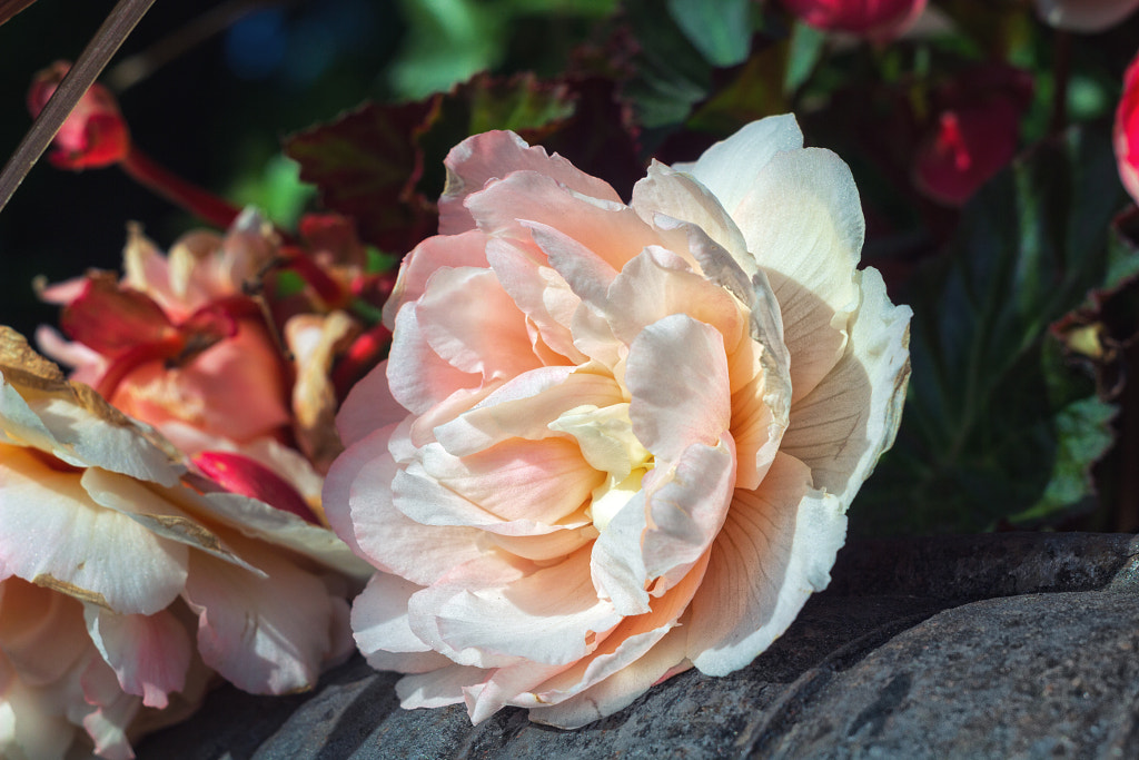 Summer Flower by Denis Yudin / 500px