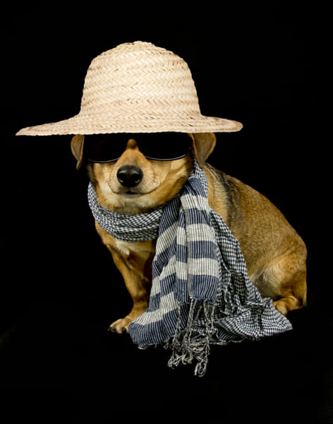 explore dog by Danilo Biancalana | 500px