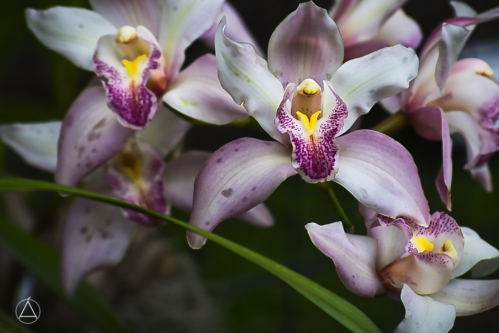 Orquídea by Jairo Angel / 500px