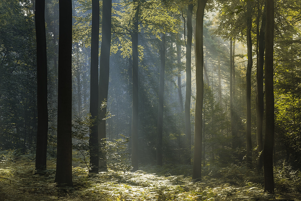 by Tom Chesterman / 500px