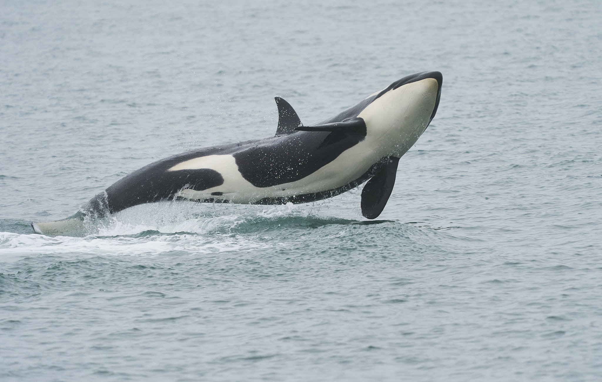Orca Breaching by Art Peslak | 500px