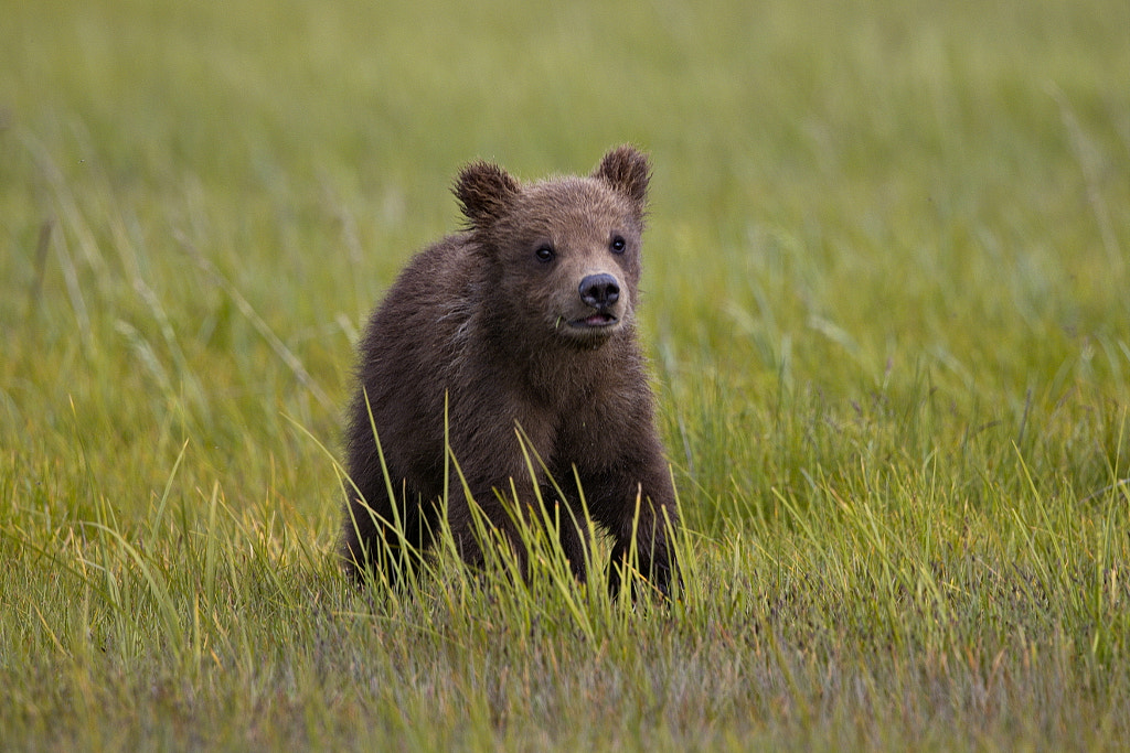 Alaska Grizzly Cub by Greg Stringham / 500px