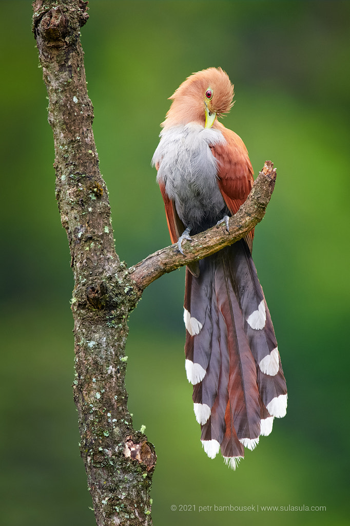 Squirrel Cuckoo | Panama by Petr Bambousek / 500px