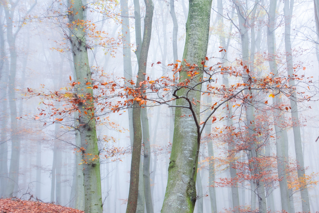 forest breath by Irene Weiss / 500px