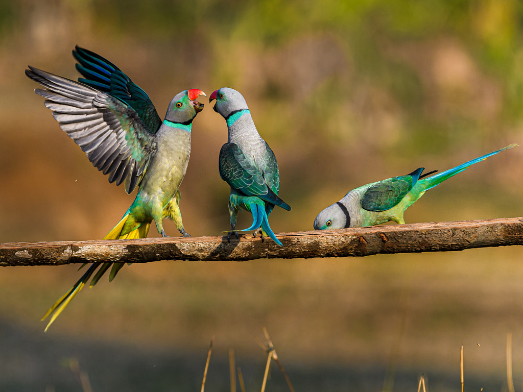 PARAKEETS FIGHT by Basavaraj M / 500px