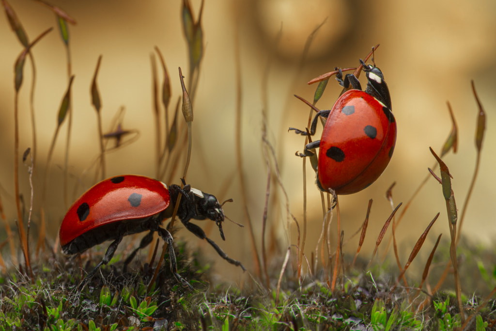 Ladybug by Tsvetan Ganev-CECLII / 500px
