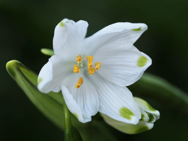 White Snowflake Flower with Yellow Stamens | nature photo by sharon ...