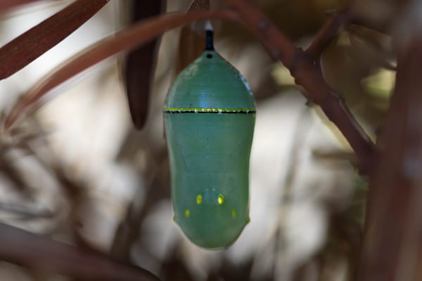 Green Chrysalis Hanging from a Branch | nature photo by Vince Curletta ...