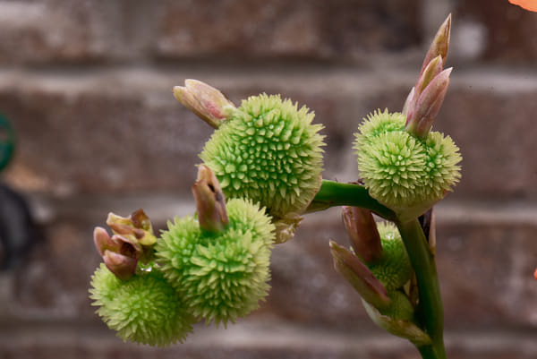 Green Lilly Pods by Leroy Dias | 500px
