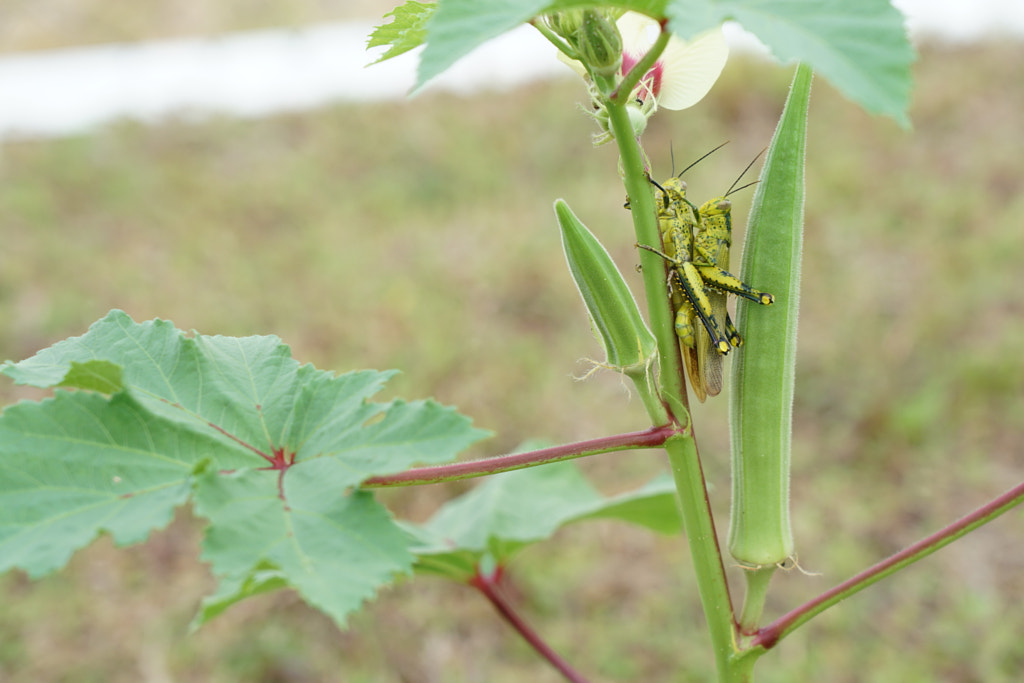 Grasshopper by Gavin Gan / 500px