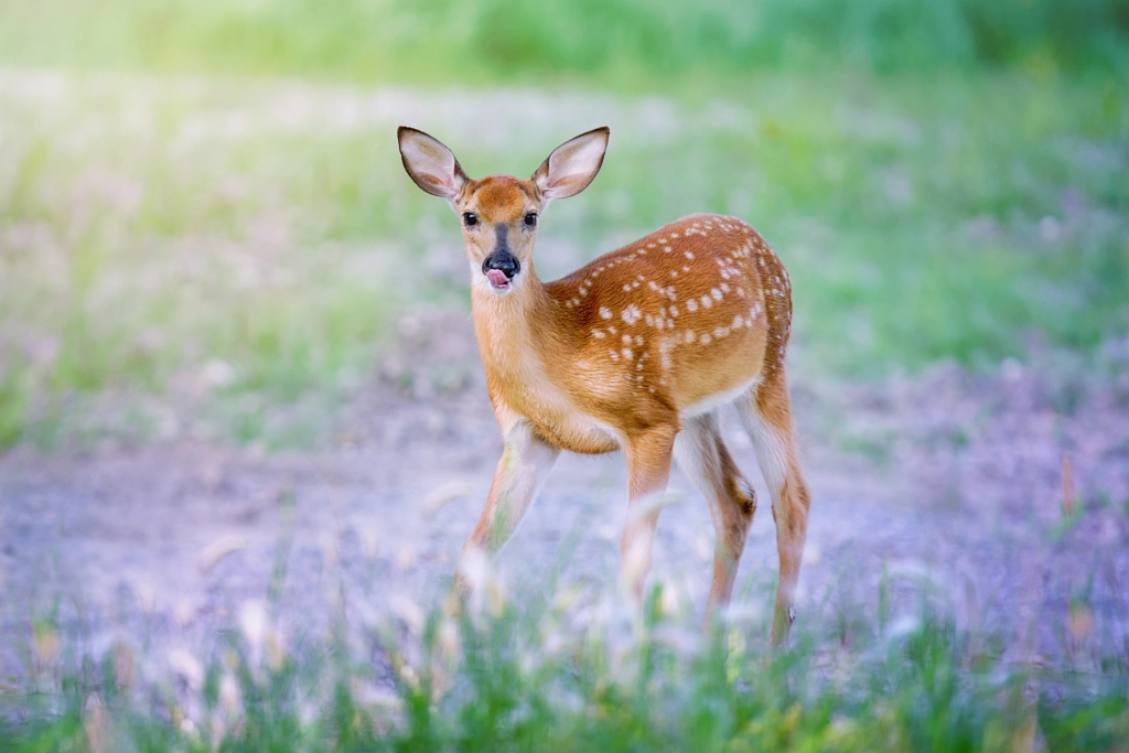 Playful Male Fawn by Adrienne Elliot / 500px