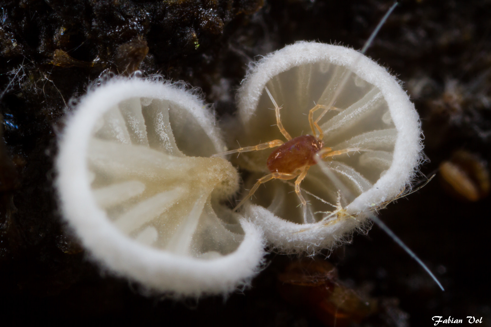 Forêt de Marly - Acarien - Linopodes motatorius by Fabian Vol / 500px