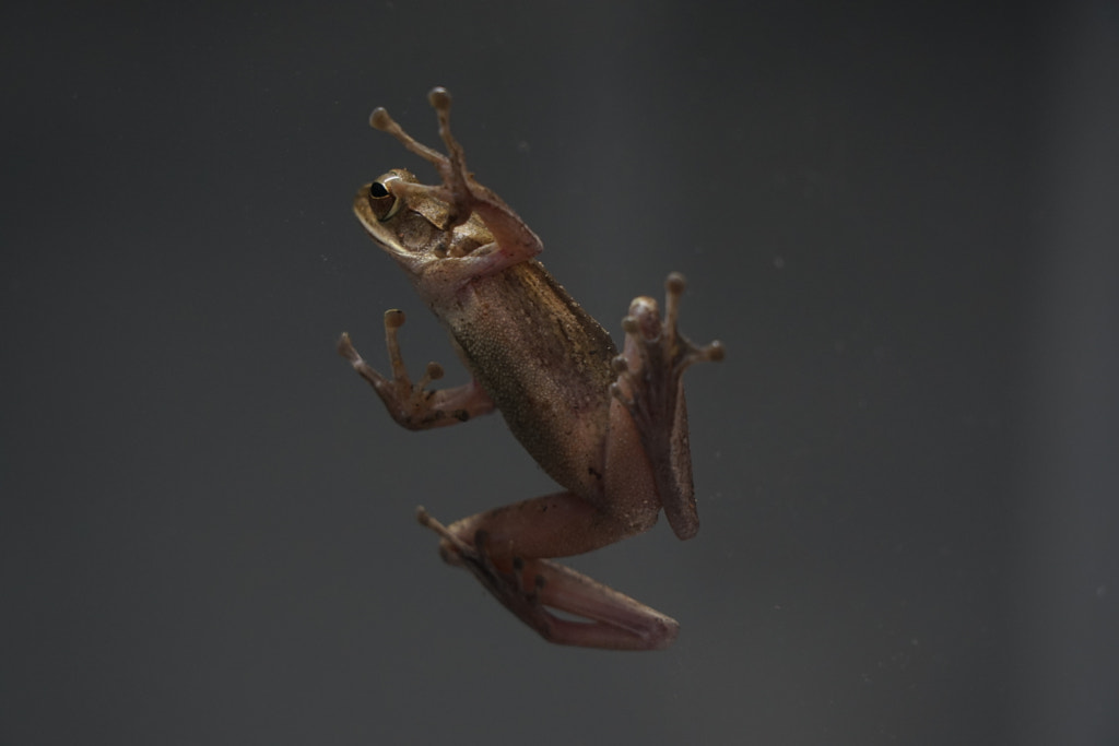 Golden frog by Gavin Gan / 500px